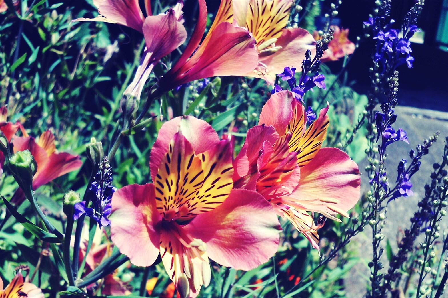 Conférence sur le protocole de Nagoya : "la biodiversité ici et ...